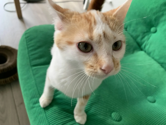 Adopter Chat "Misty" - Fonds Saint-Bernard