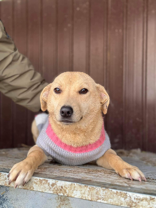 Adopter Chien "Mimi" - Fonds Saint-Bernard