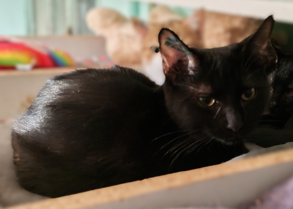 Adopter Chat "Anouk" - Fonds Saint-Bernard