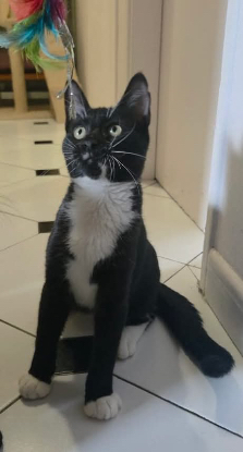 Adopter Sultan - chat junior | Le Fonds Saint-Bernard