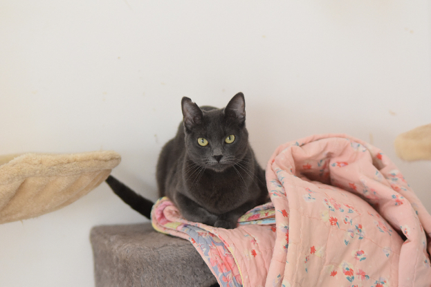 Adopter Catinesa - chatte junior | Le Fonds Saint-Bernard