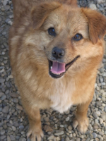 Curtis condamné à l’euthanasie : pourquoi ce chien a déclenché une ...
