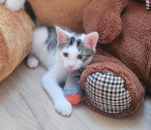 Adopter Bucky - chat junior | Le Fonds Saint-Bernard