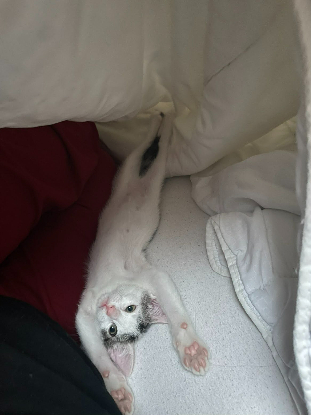 Adopter Bucky - chat junior | Le Fonds Saint-Bernard