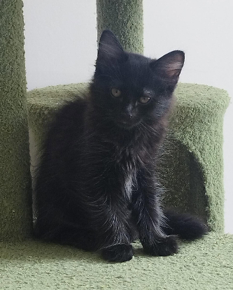 Adopter Hooper - chat junior | Le Fonds Saint-Bernard