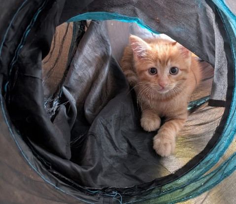 Adopter Lundi petit de gashapon - chat junior | Le Fonds Saint-Bernard