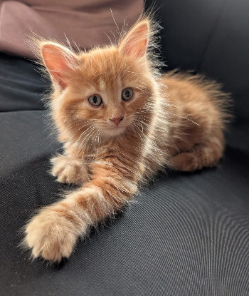 Adopter Jeudi petit de gashapon - chat junior | Le Fonds Saint-Bernard