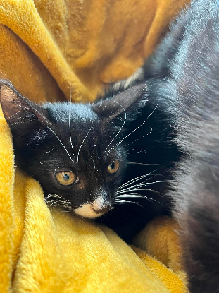 Adopter Binx - chat junior | Le Fonds Saint-Bernard