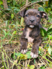 Adopter Maïdo - chienne junior | Le Fonds Saint-Bernard