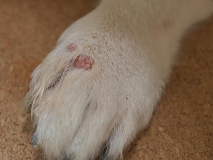 La verrue chez le chien : comment la reconnaître et la traiter - Le ...