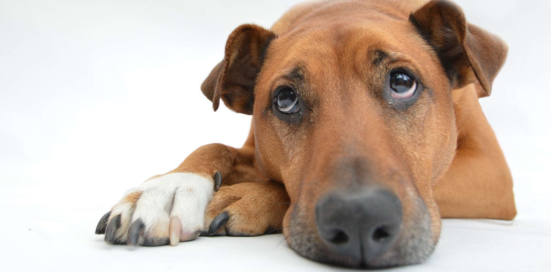 Dépression chez l’animal de compagnie : comment la détecter et que ...