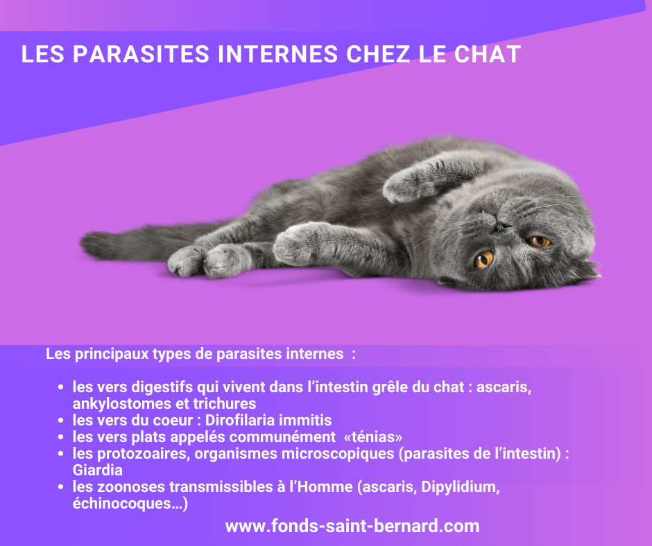 Vermifuger son chat pour éliminer les parasites internes ! - Le Fonds ...