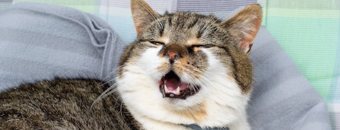 Comment reconnaître la rhinite chronique chez le chat ? - Le Fonds ...