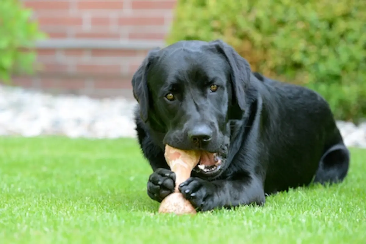 Quels os peut-on donner à son chien ? | Le Fonds Saint-Bernard