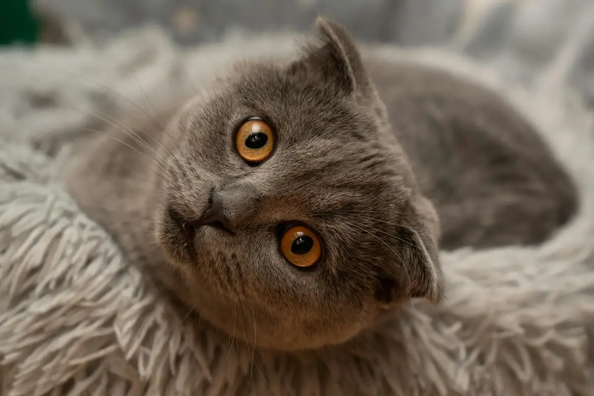 Bien-être animal : les Pays-Bas interdisent la détention de ces 2 races ...